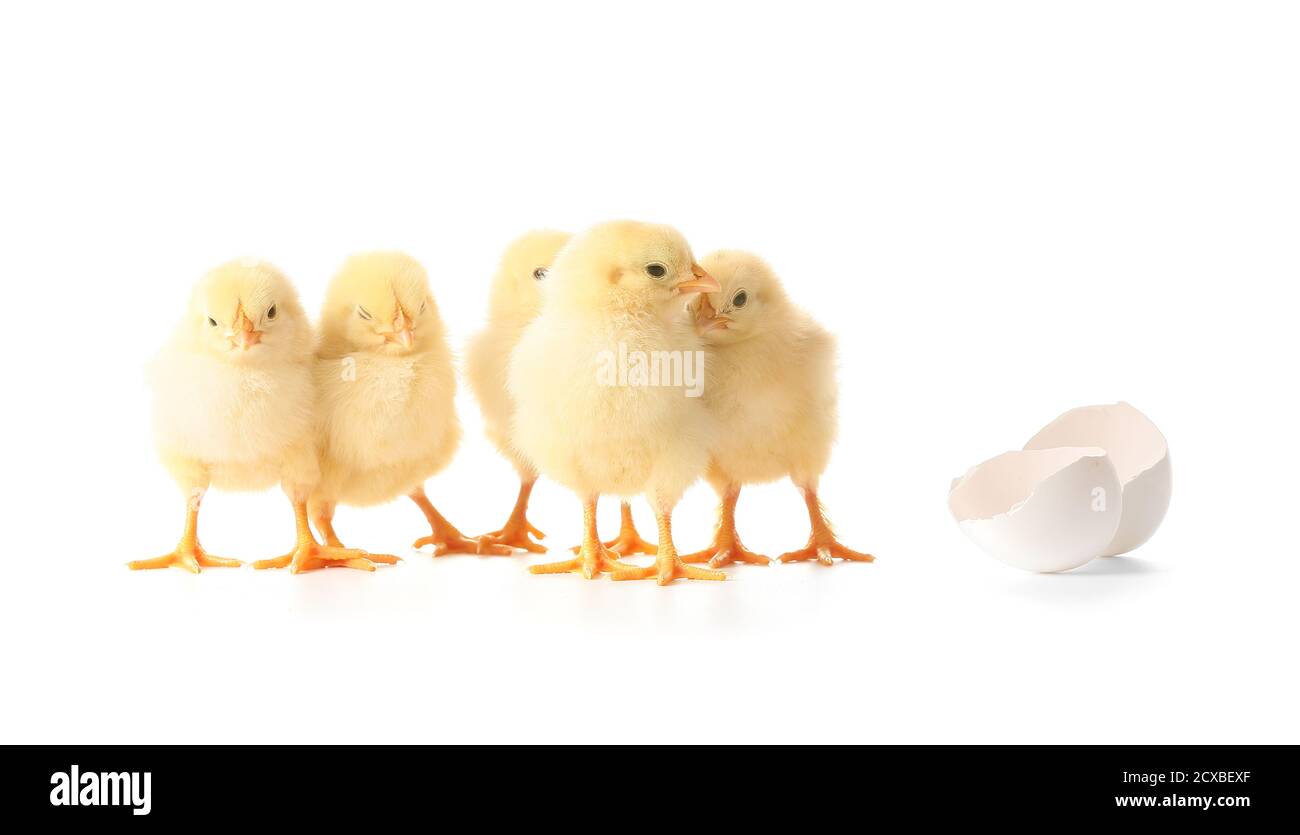Cute hatched chicks on white background Stock Photo - Alamy
