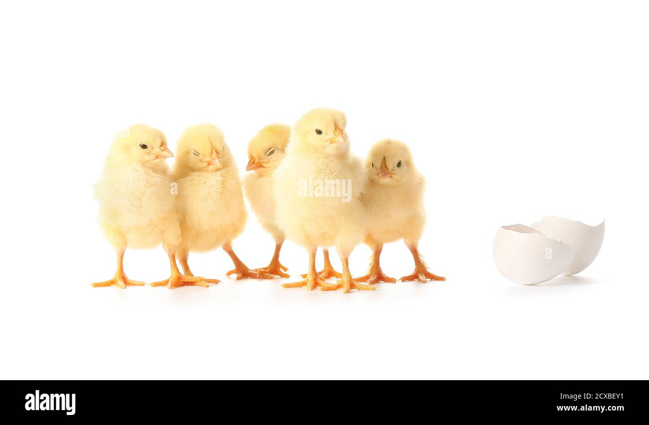 Cute hatched chicks on white background Stock Photo - Alamy