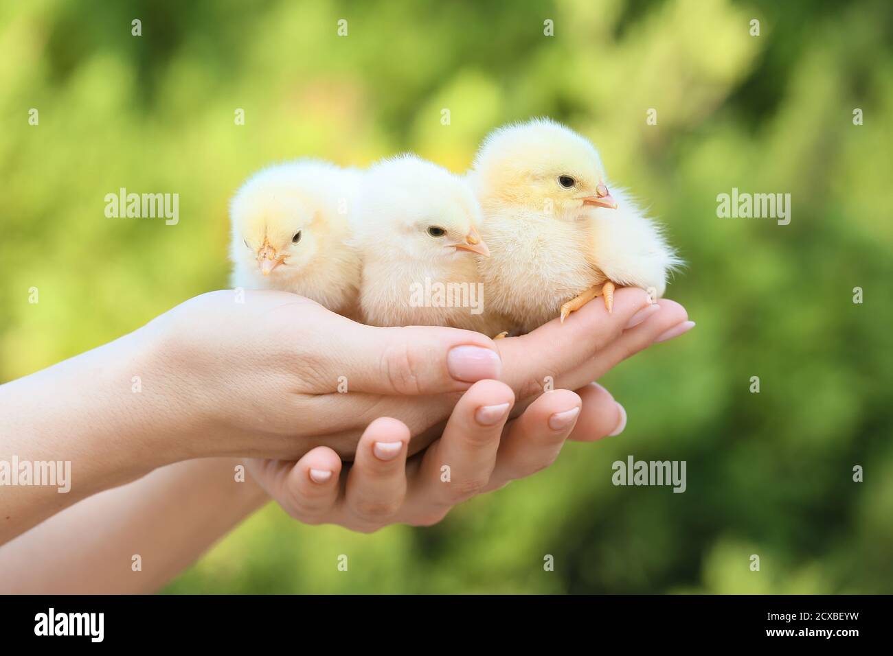 Woman with cute chicks outdoors Stock Photo - Alamy