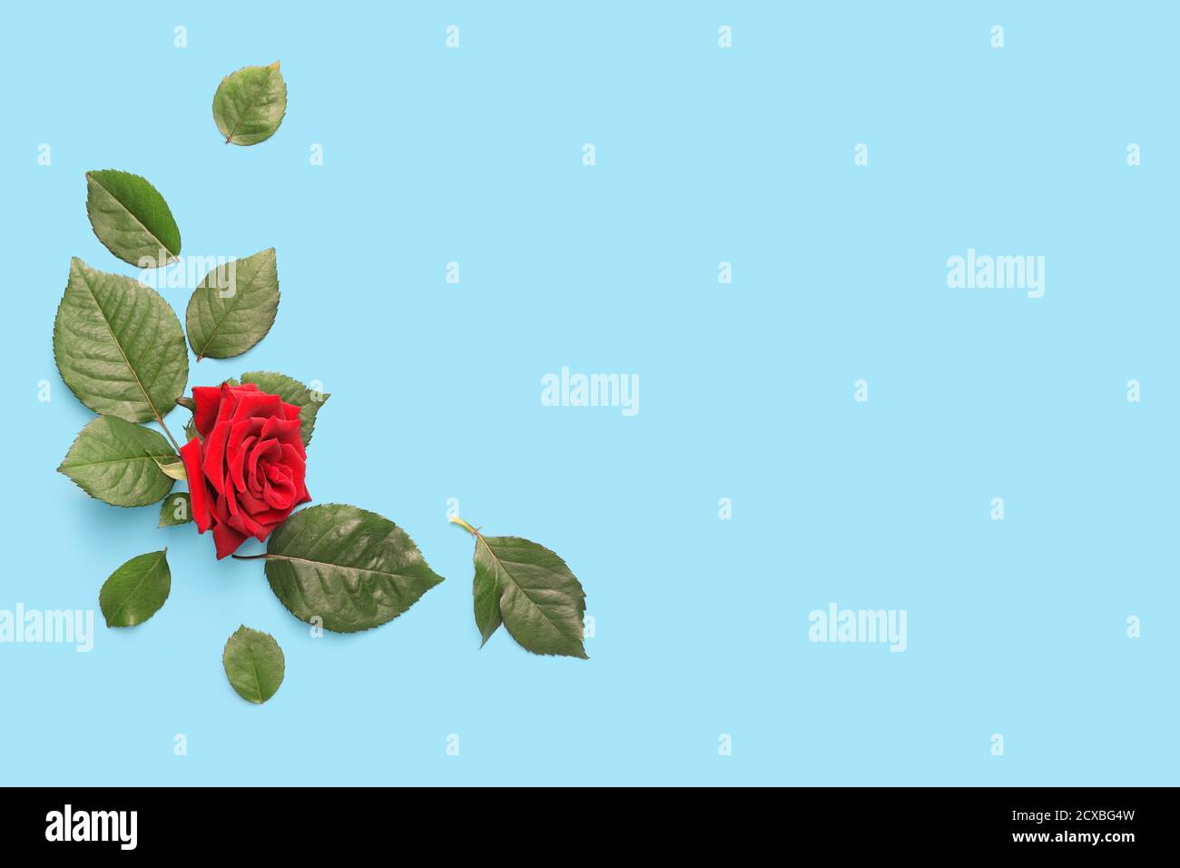 Beautiful red rose and leaves on light background Stock Photo - Alamy