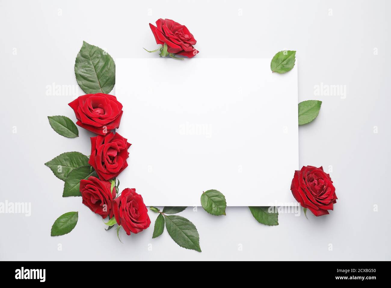 Beautiful red roses and blank card on white background Stock Photo - Alamy