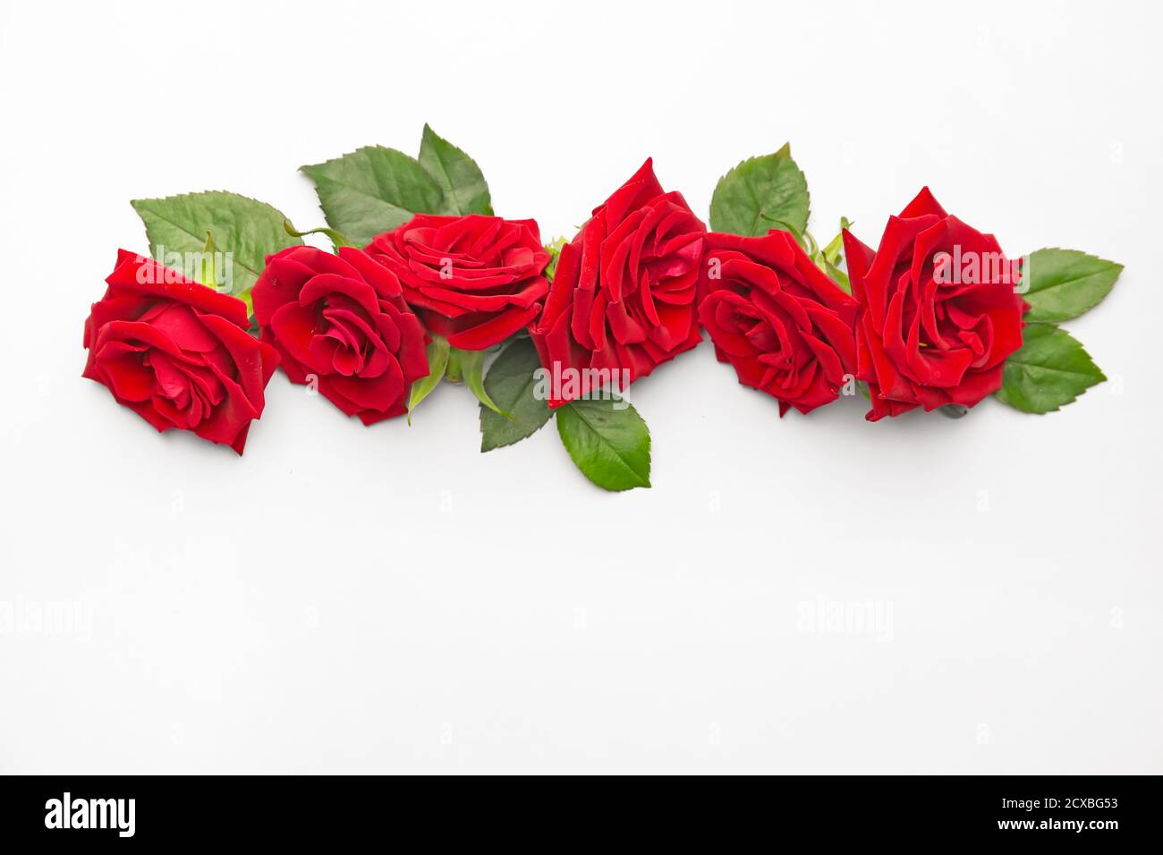 Beautiful red roses on white background Stock Photo - Alamy