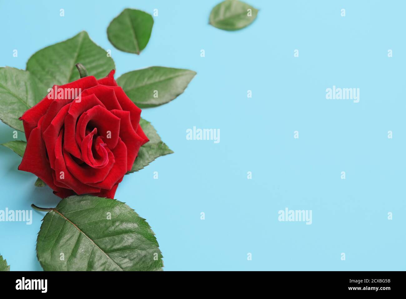 Beautiful red rose and leaves on light background Stock Photo - Alamy
