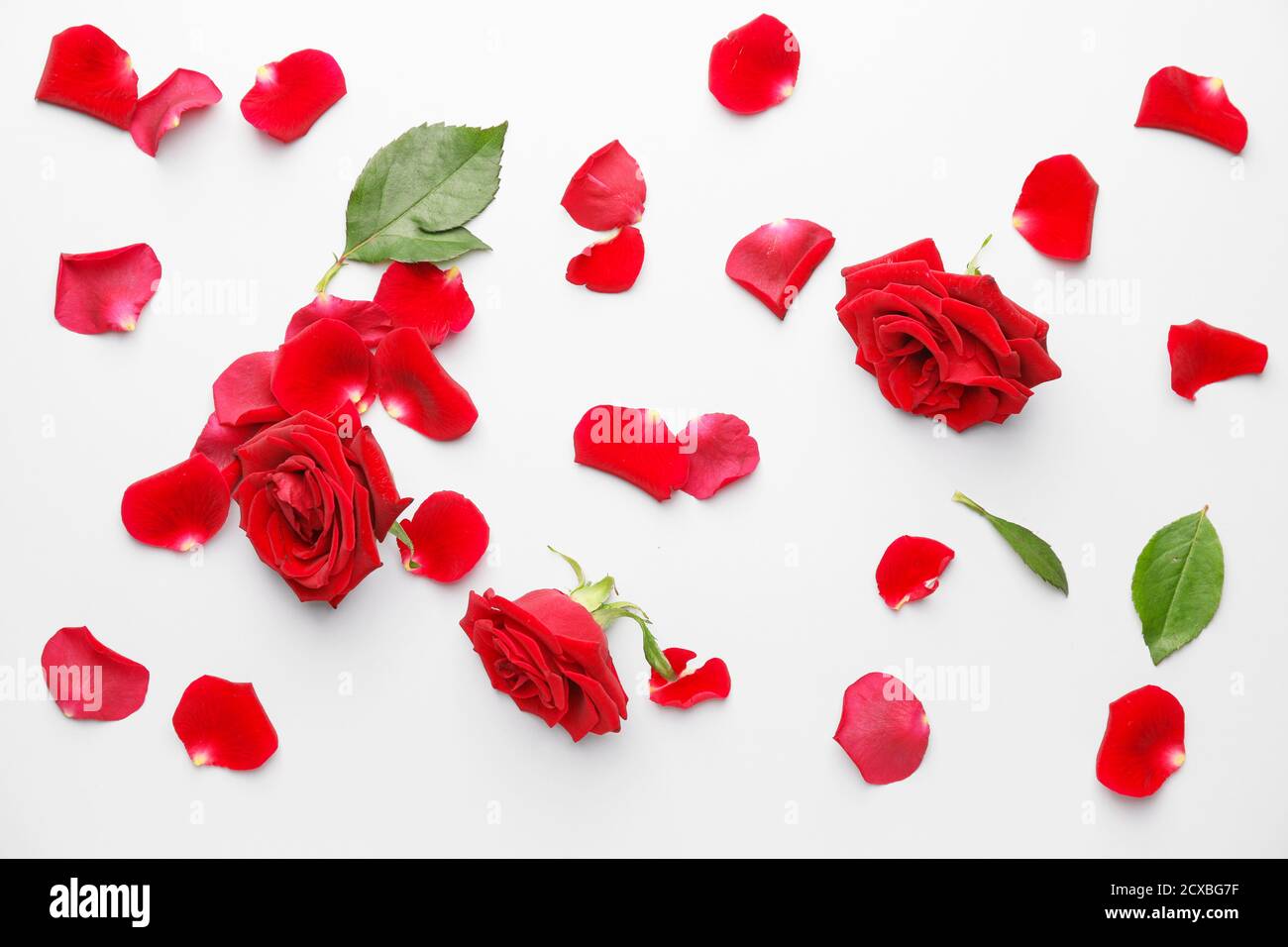 Beautiful red roses and petals on white background Stock Photo - Alamy
