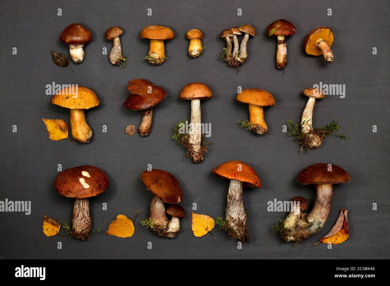 The background is from freshly harvested edible forest mushrooms ...