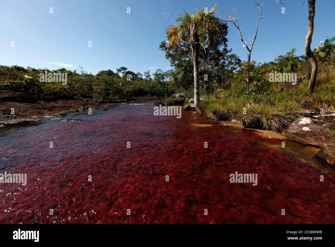 Cano cristales river hi-res stock photography and images - Alamy