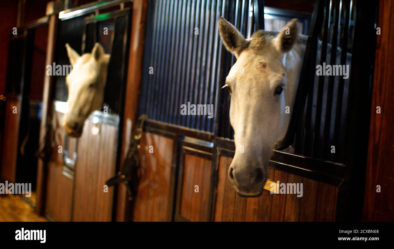 Inside the stables hi-res stock photography and images - Alamy