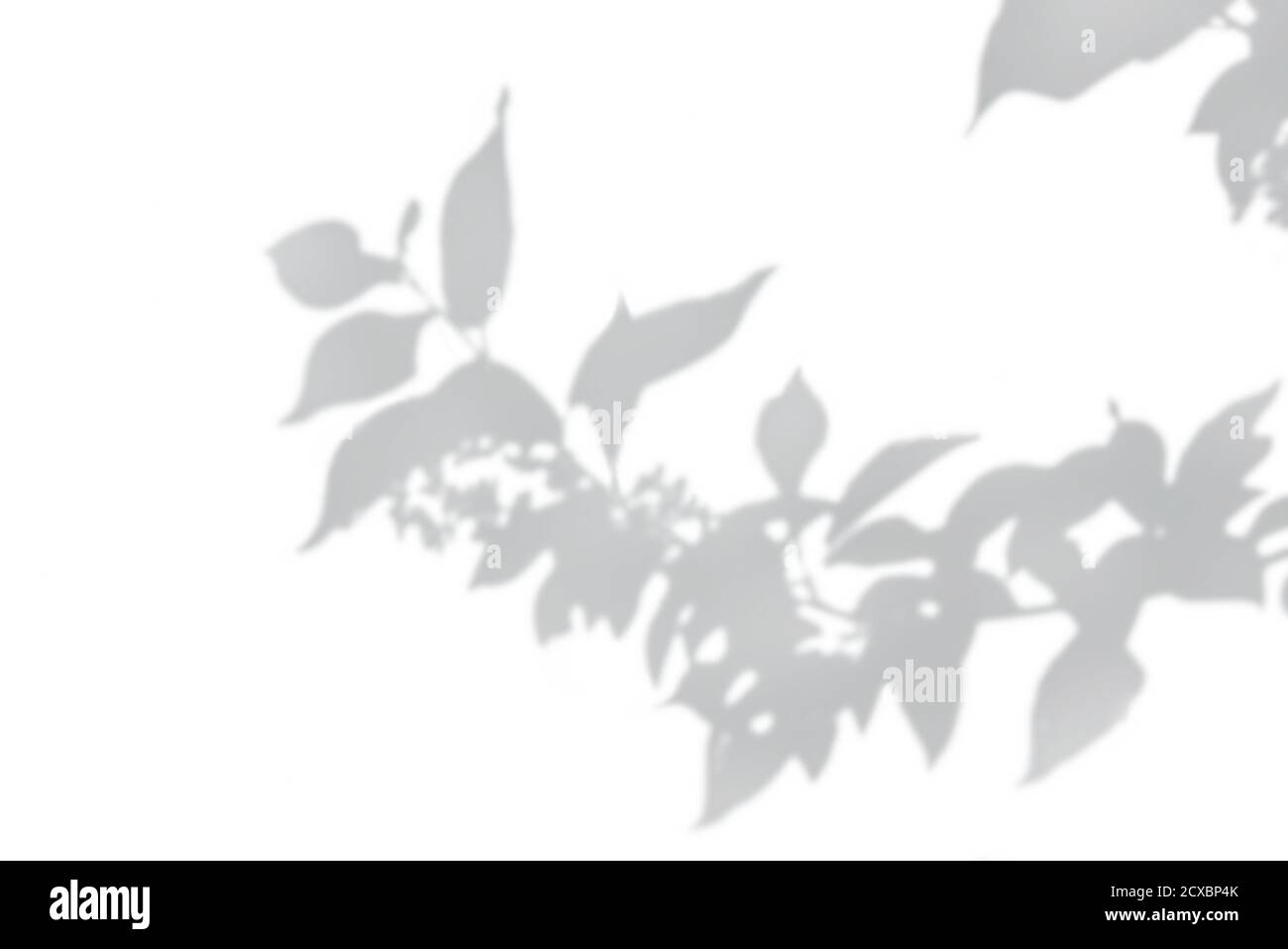 Gray shadow of bush leaves on white wall. Abstract concept of blurred ...