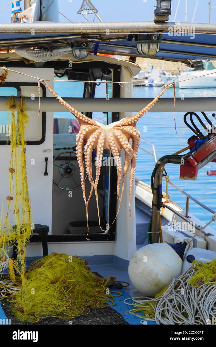 Fresh caught octopus on a fishing boat Stock Photo - Alamy
