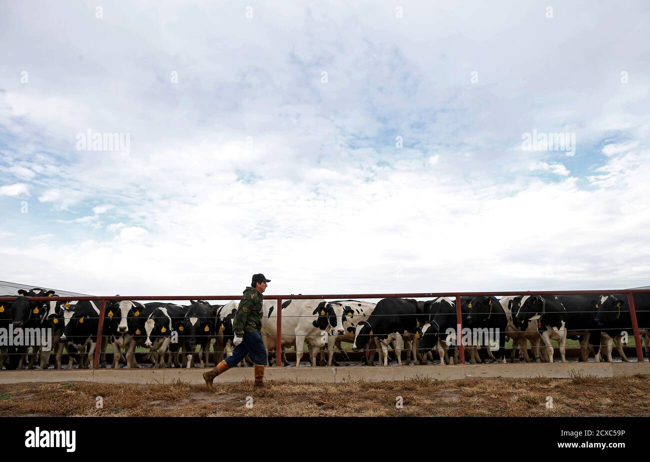 Dairy cows barn united states hi-res stock photography and images - Alamy
