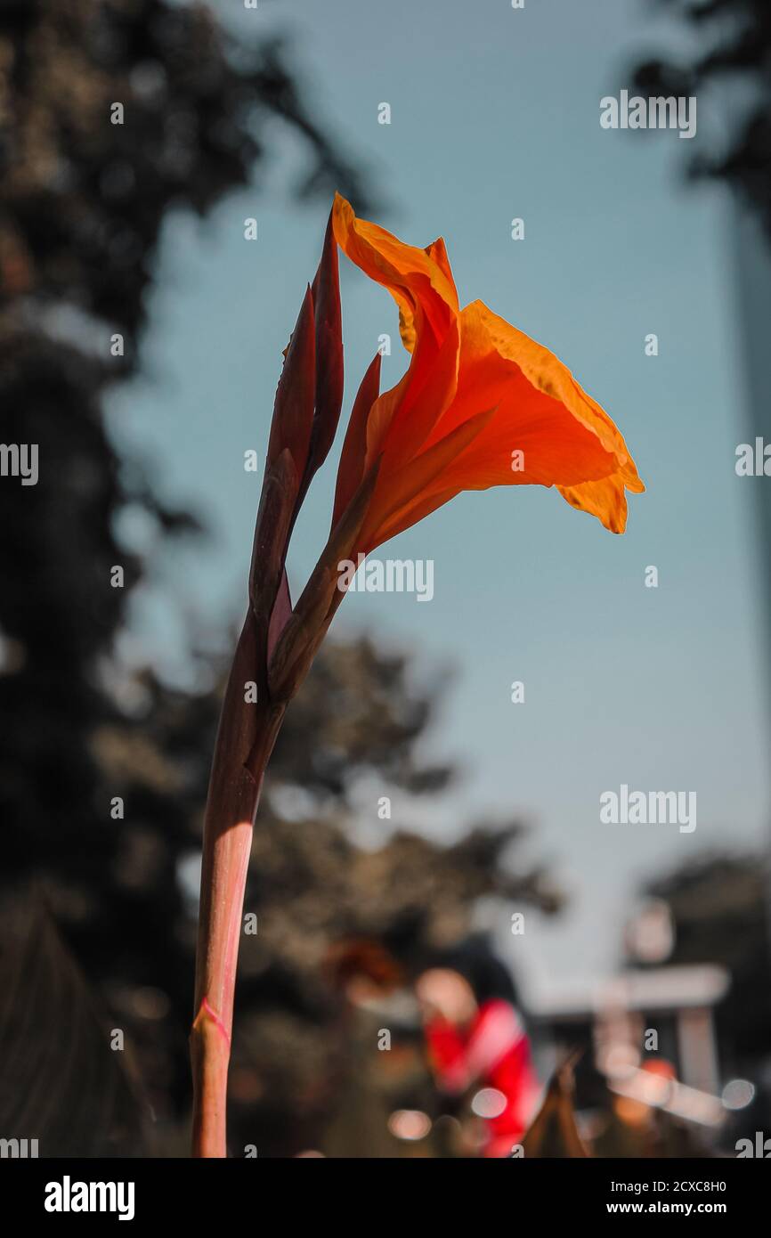 flower in the garden of Jakarta, Indonesia Stock Photo - Alamy