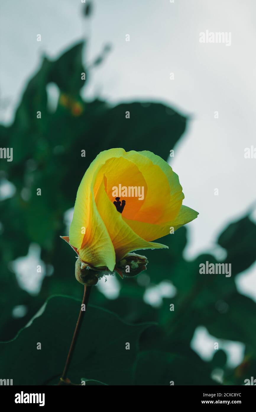 Untung jawa island hi-res stock photography and images - Alamy