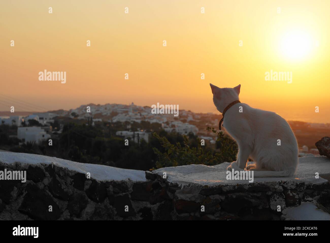 Cat in sunset hi-res stock photography and images - Alamy