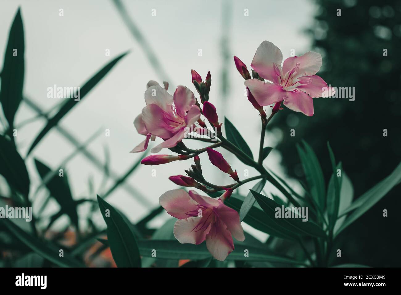 Ping blooming flower hi-res stock photography and images - Alamy