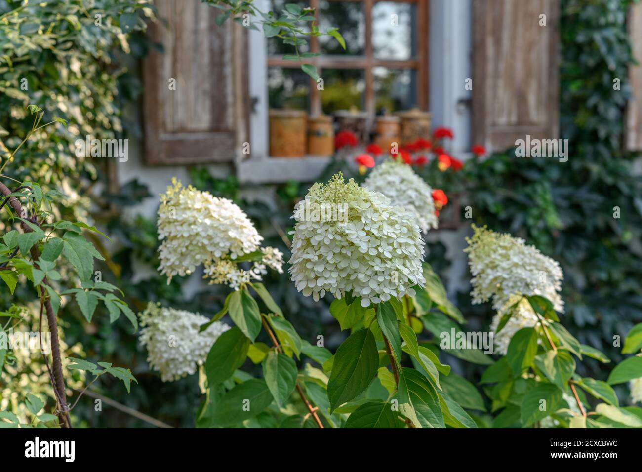 Hydrangea flower in a french garden blooms in springtime Stock Photo ...