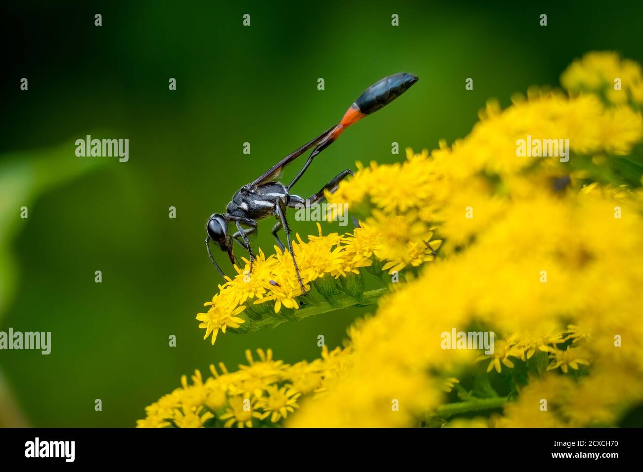 A Common thread-waisted wasp (Ammophila procera) is busy pollinating ...
