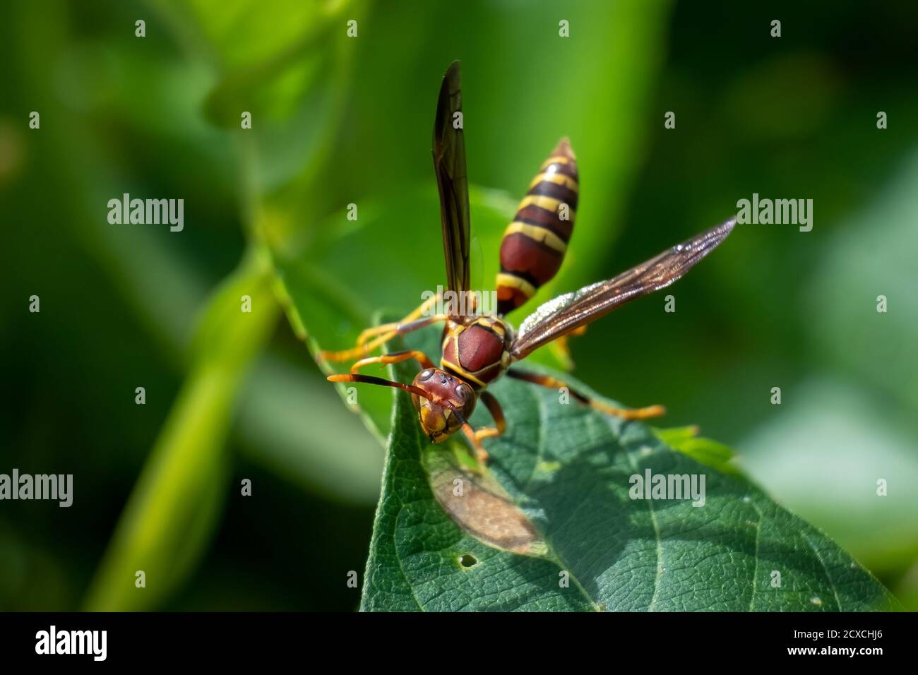 North guinea hi-res stock photography and images - Alamy