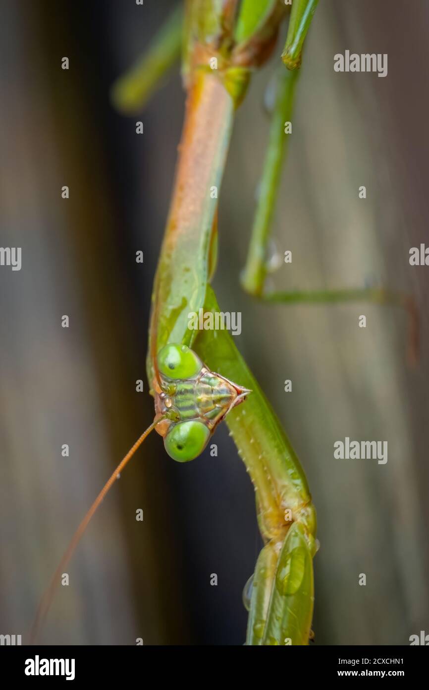Macro of a female Chinese Mantis (Tenodera sinensis) drying out after a ...