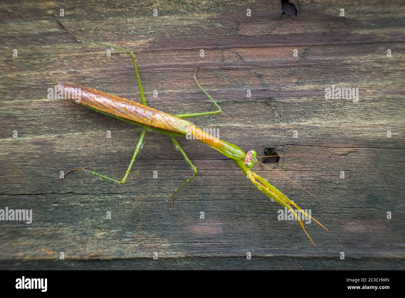 A female Chinese Mantis (Tenodera sinensis) dries out after a rain ...