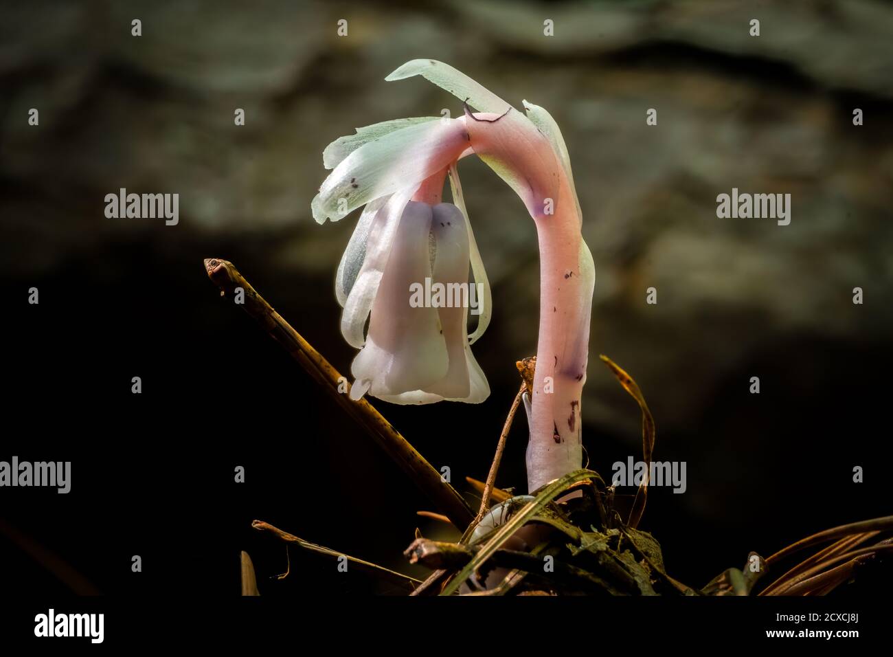 This Ghost Plant or Indian Pipe (Monotropa uniflora) gets its energy ...