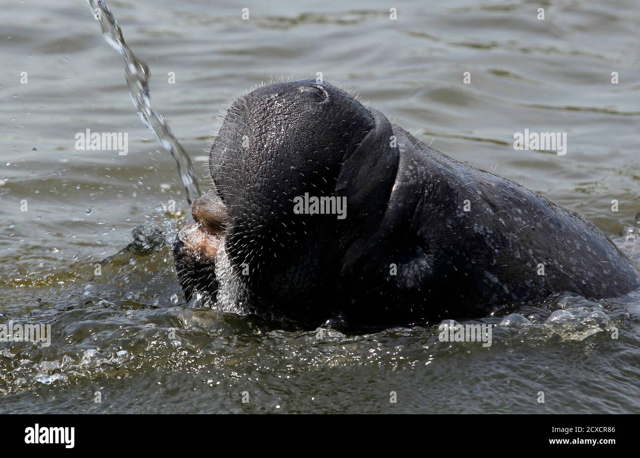 Manatee lagoon hi-res stock photography and images - Alamy