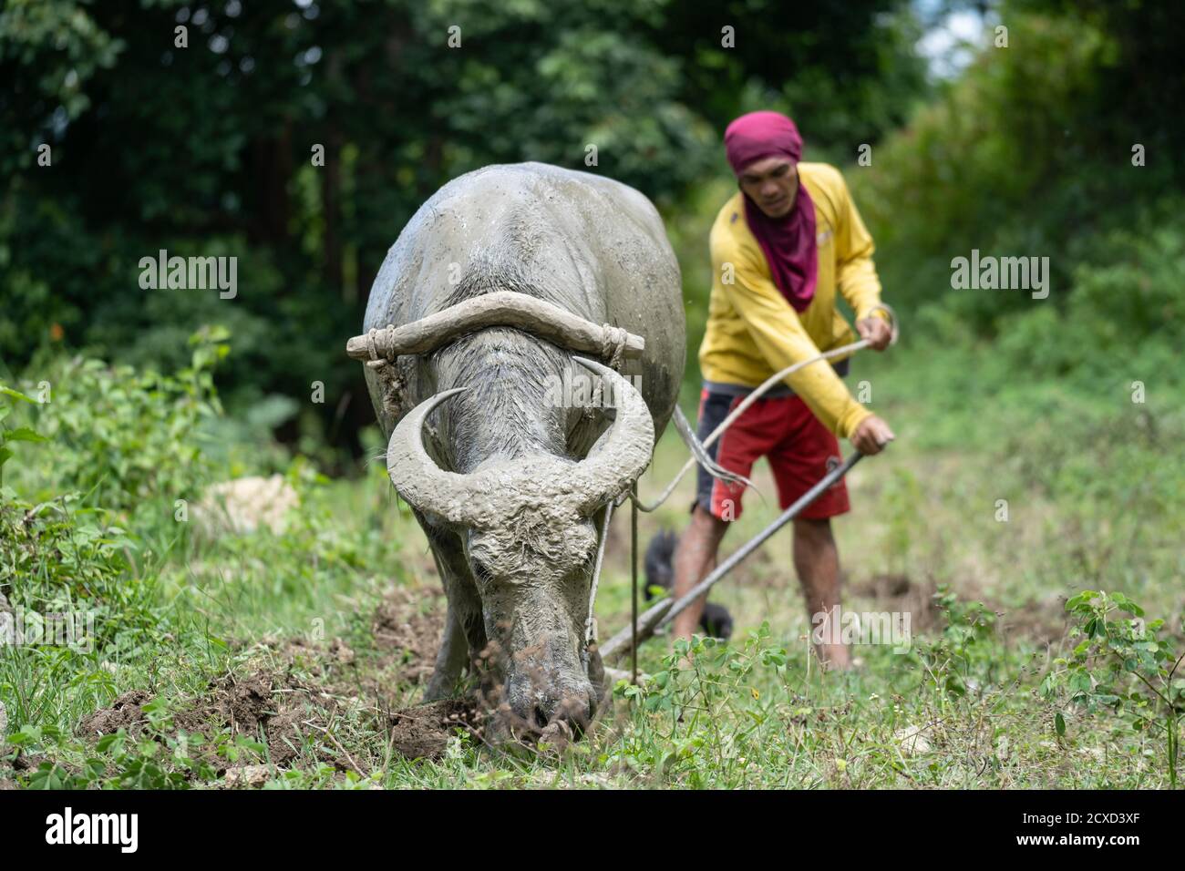 Carabao philippines hi-res stock photography and images - Alamy