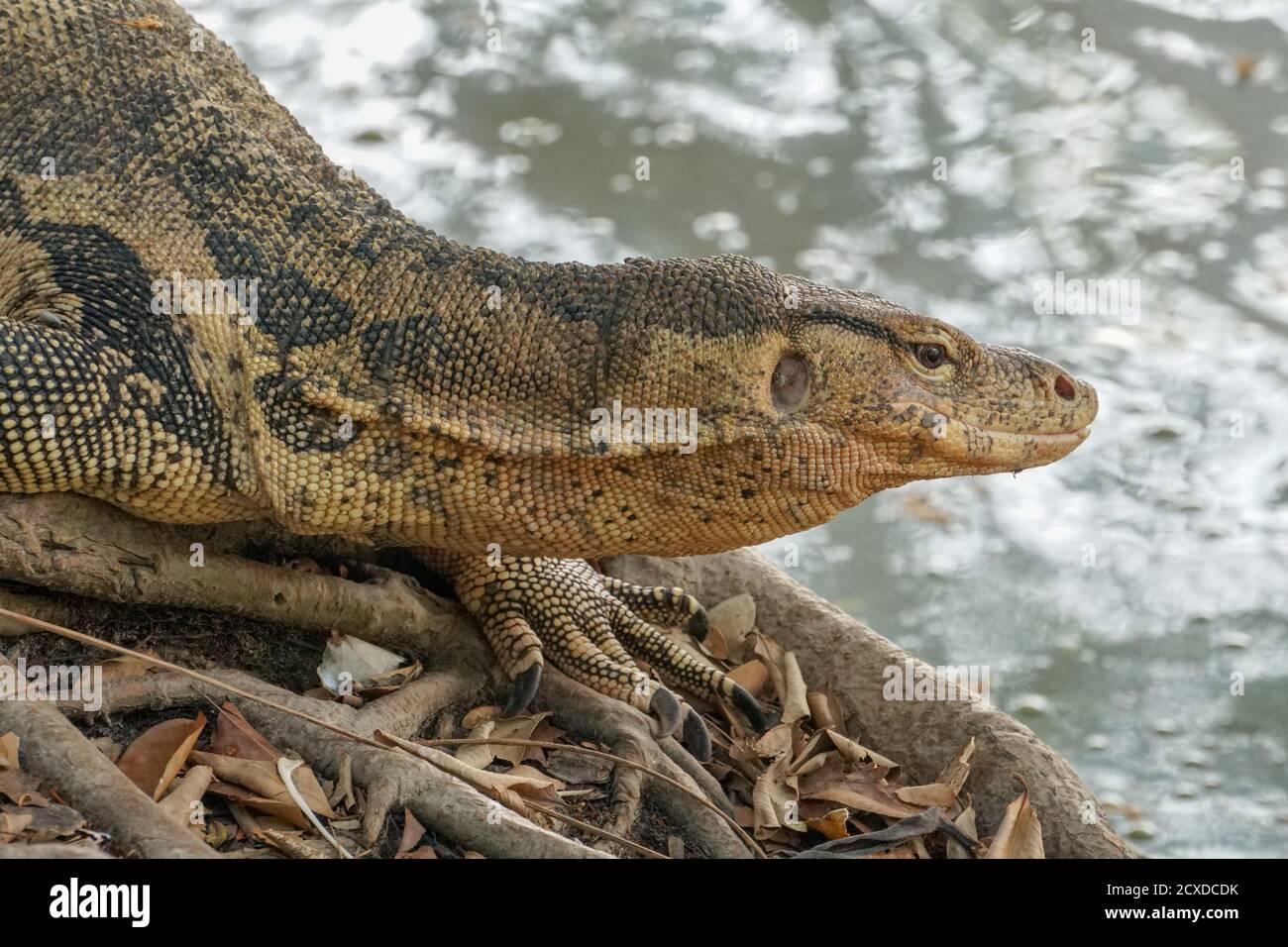 Thailand asian water monitor lizard close-up in Lumphini Park Stock ...
