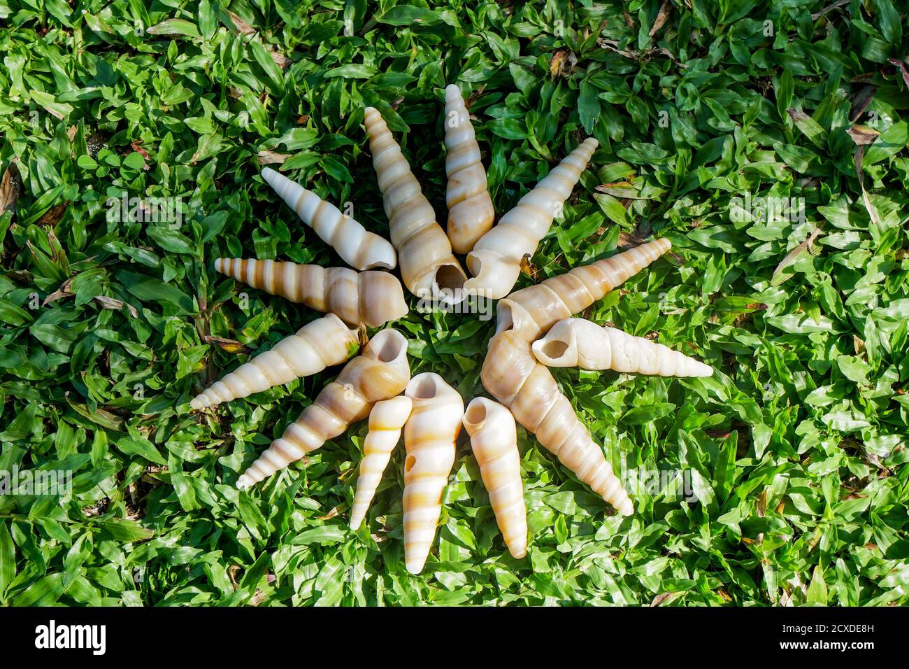 Auger shells hi-res stock photography and images - Alamy