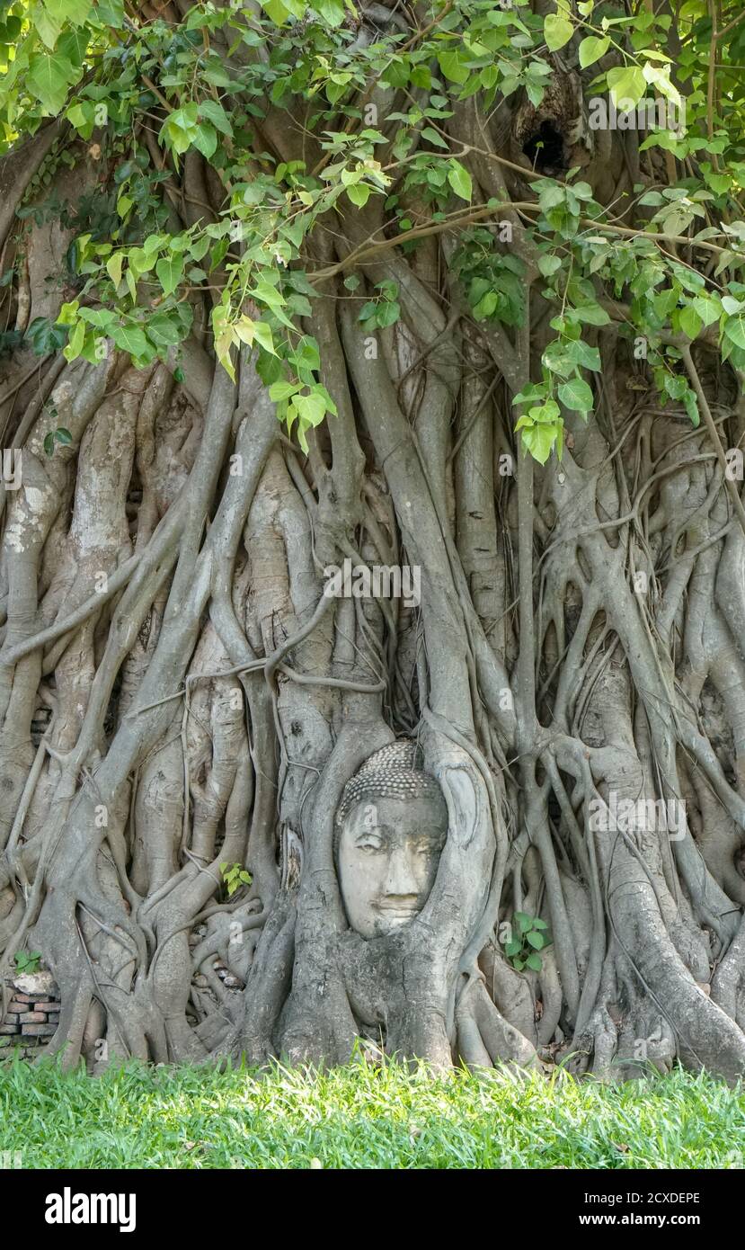 Thailand Ayutthaya Buddha statue head in tree roots Stock Photo - Alamy
