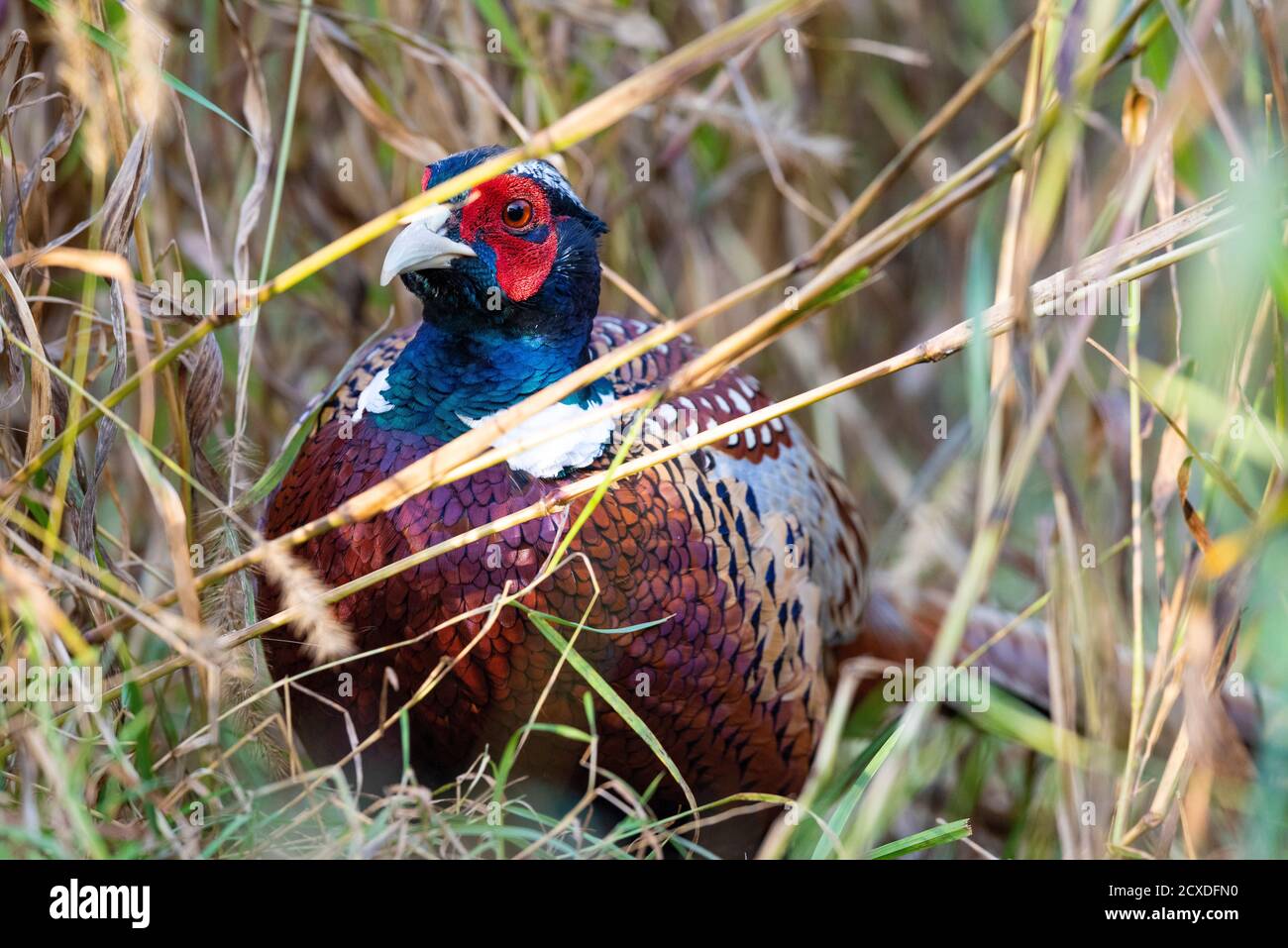 A rooster pheasant in South Dakota on an autumn day Stock Photo - Alamy