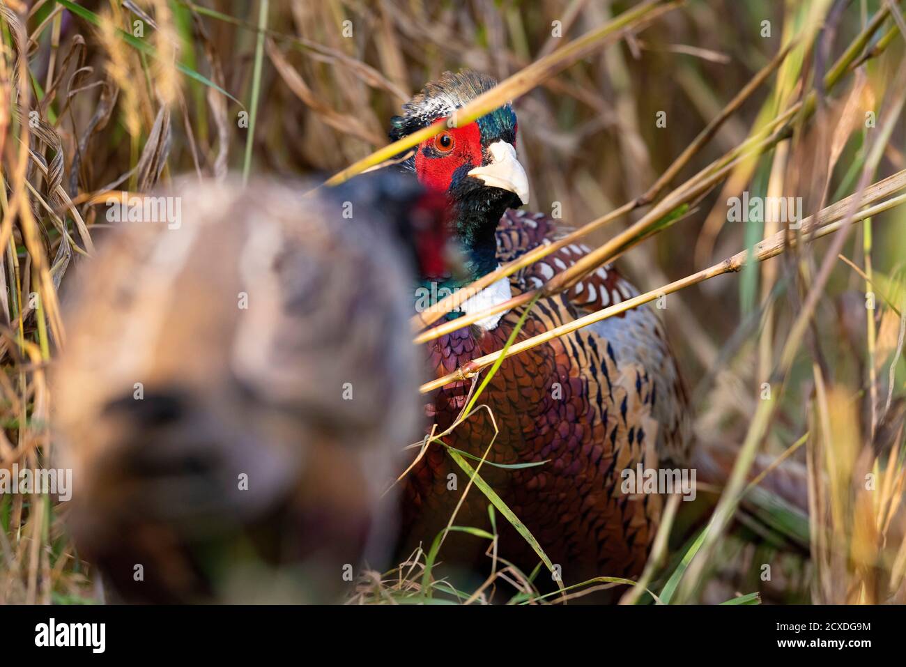 A rooster pheasant in South Dakota on an autumn day Stock Photo - Alamy