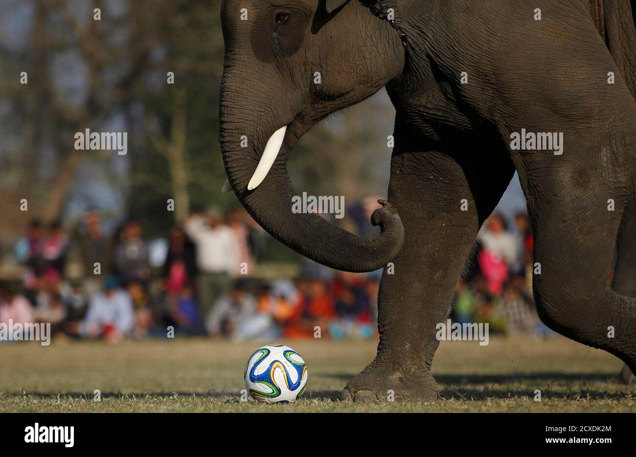 Elephant riders hi-res stock photography and images - Alamy