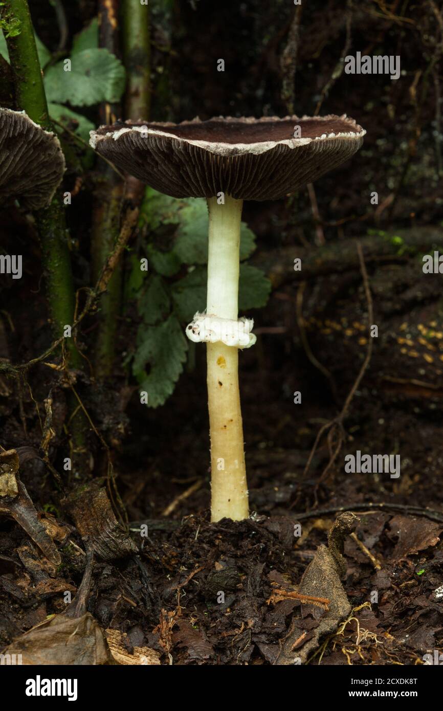 A poisonous mushroom growing on the forest floor of the humid ...