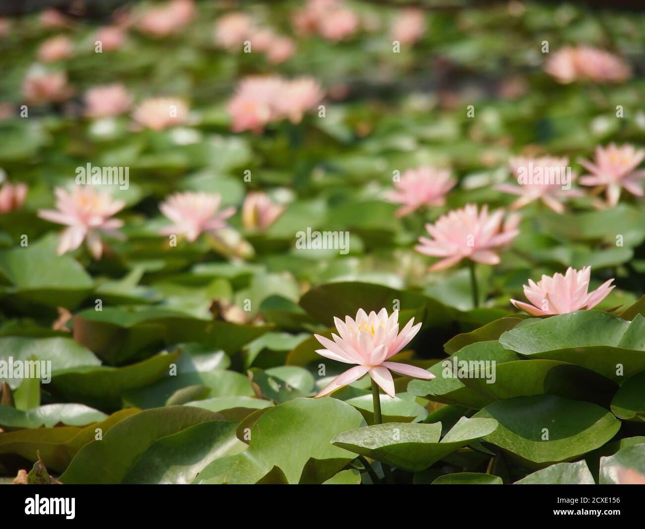 Close up shot of many water lilies at Kaohsiung City, Taiwan Stock ...