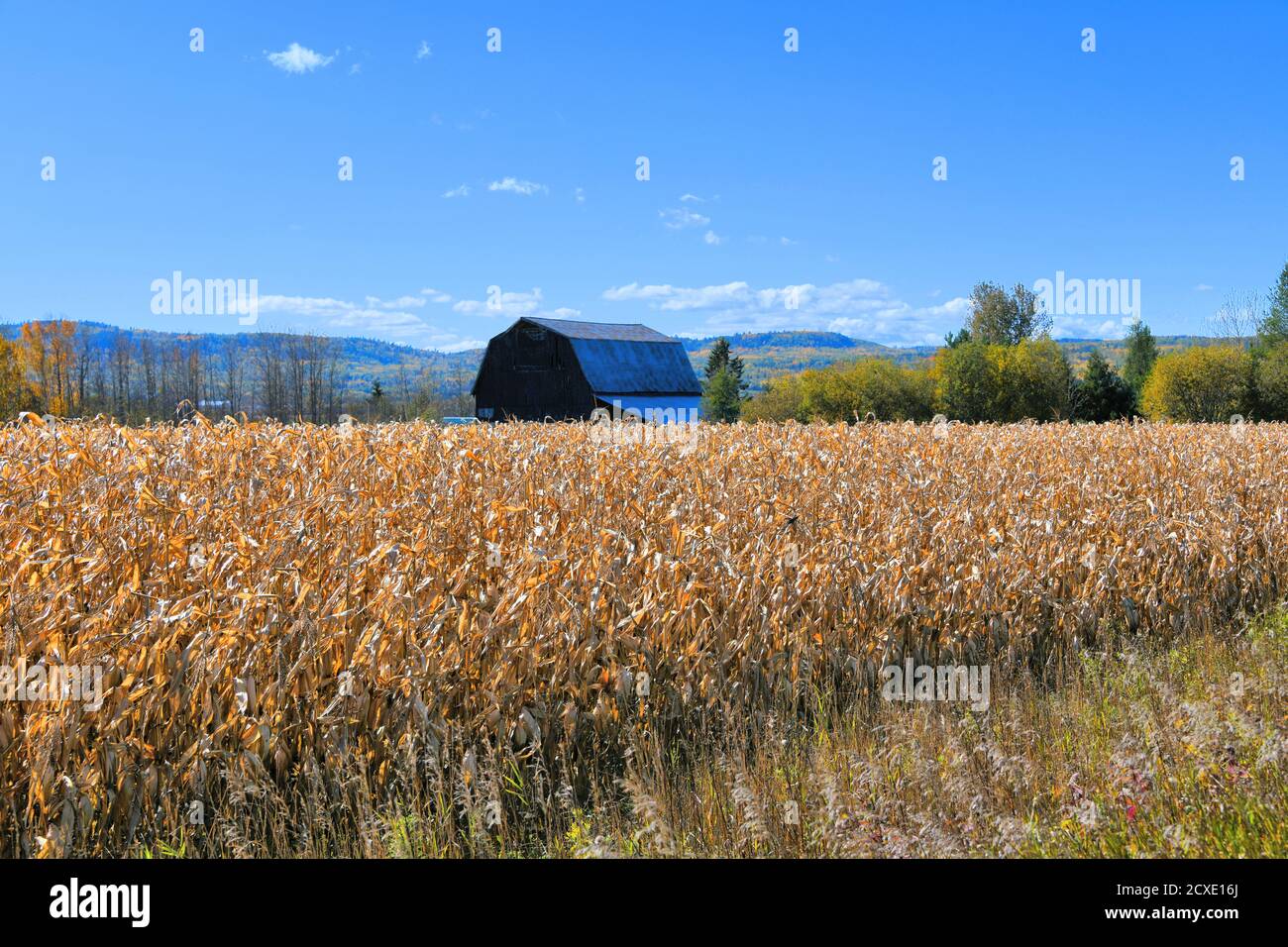 Golden corn stocks hi-res stock photography and images - Alamy