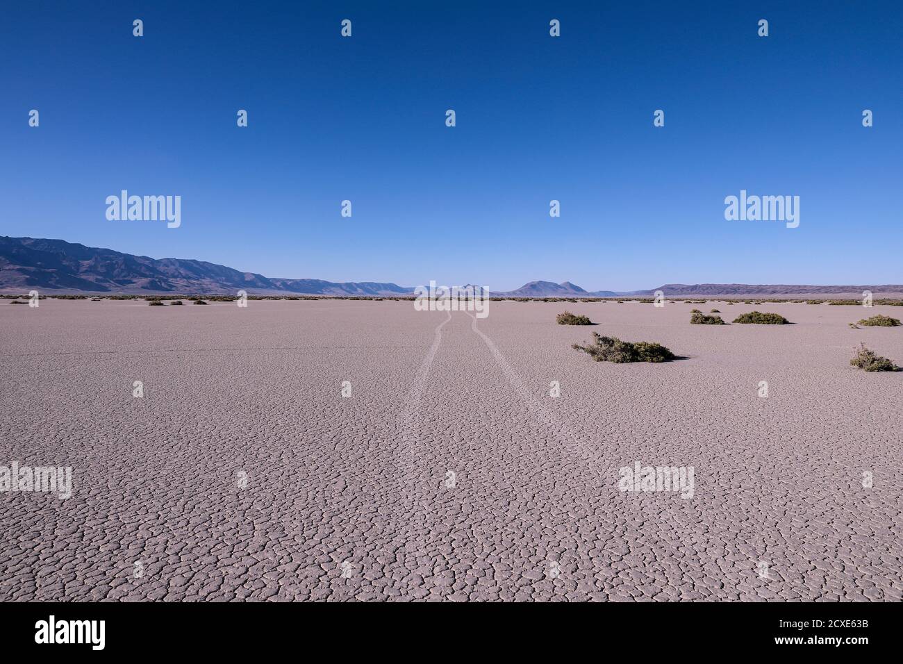 Car trails on a playa of Alvord Desert, South Ogeron. Steens mountains ...