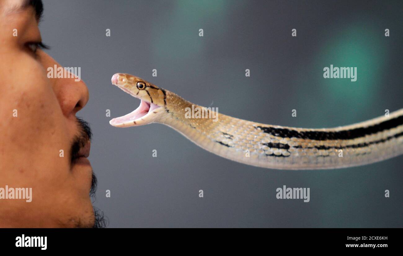 Animal handler rat snake hi-res stock photography and images - Alamy