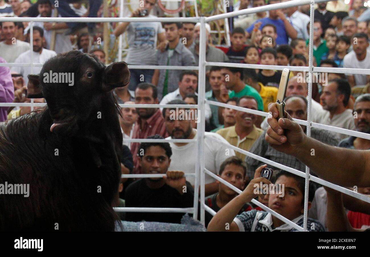 Shami Goat High Resolution Stock Photography and Images - Alamy