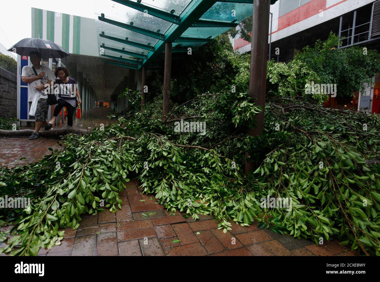 Hong kong typhoon tree hi-res stock photography and images - Alamy