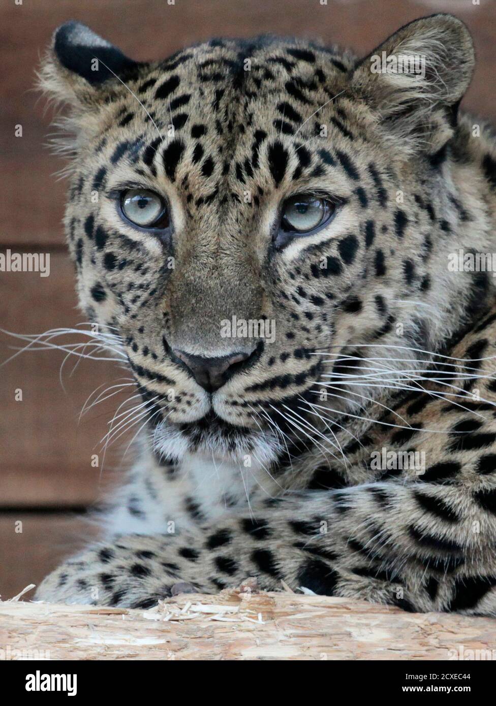 Siberian leopard cats hi-res stock photography and images - Alamy