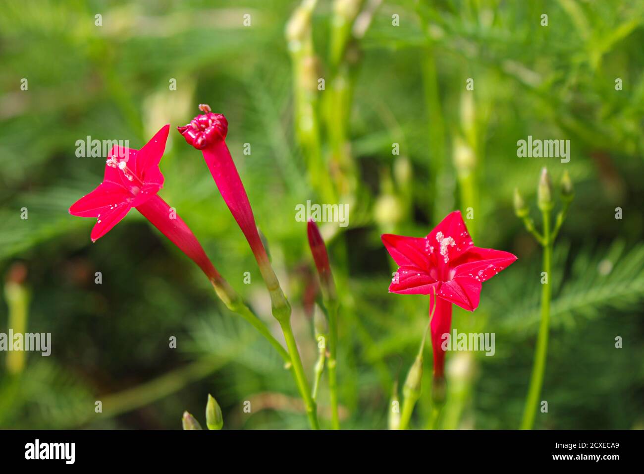 beautyful flower background pink flower star flower backgound image ...