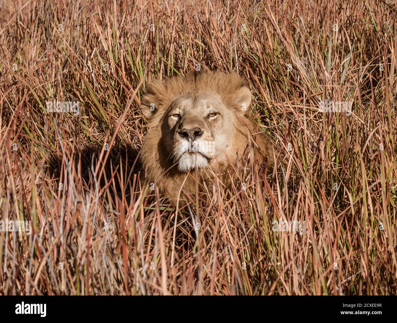 Adult male lion lies down in the short dry grass of Botswana Stock ...
