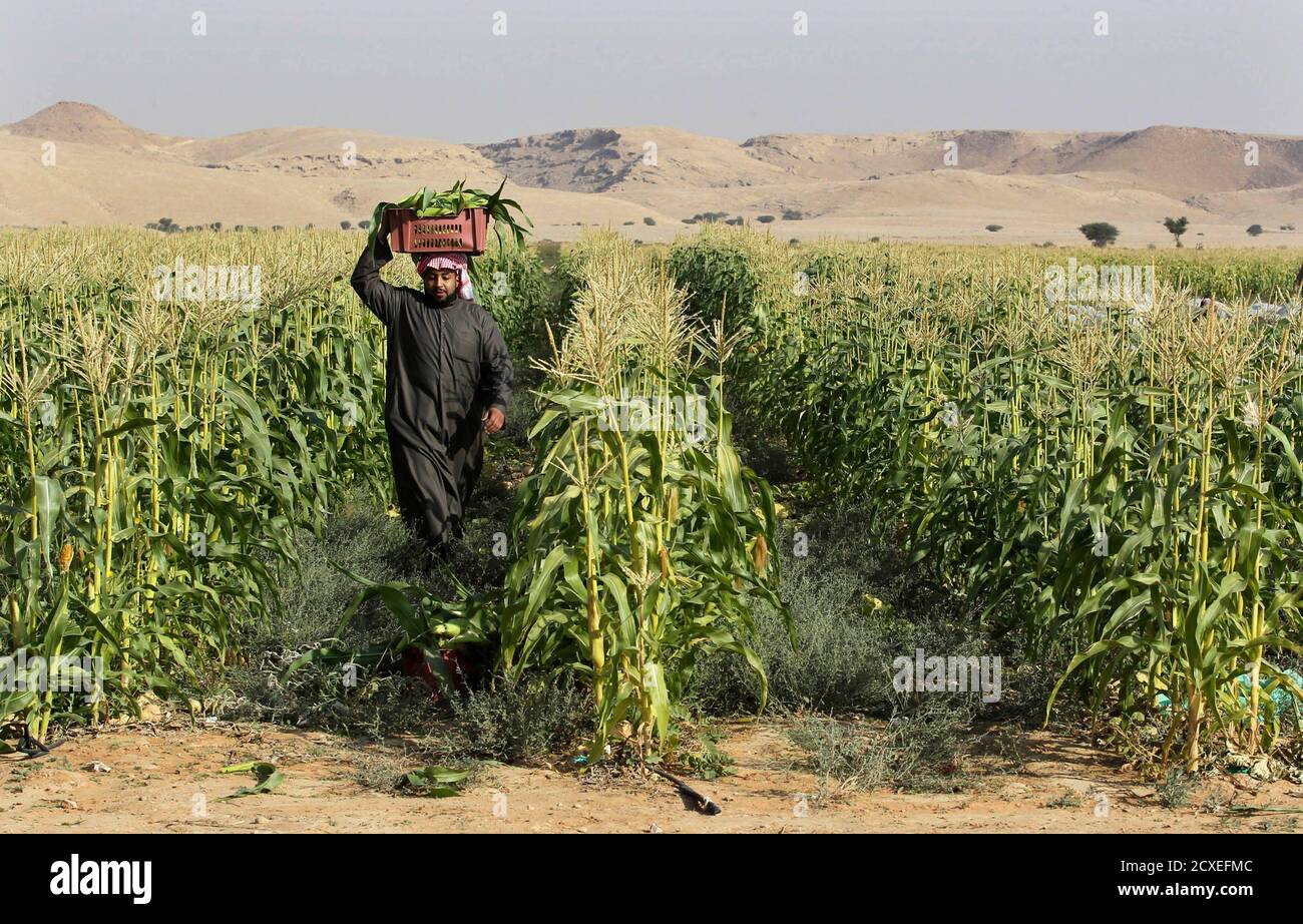 Saudi arabia farmer hi-res stock photography and images - Alamy