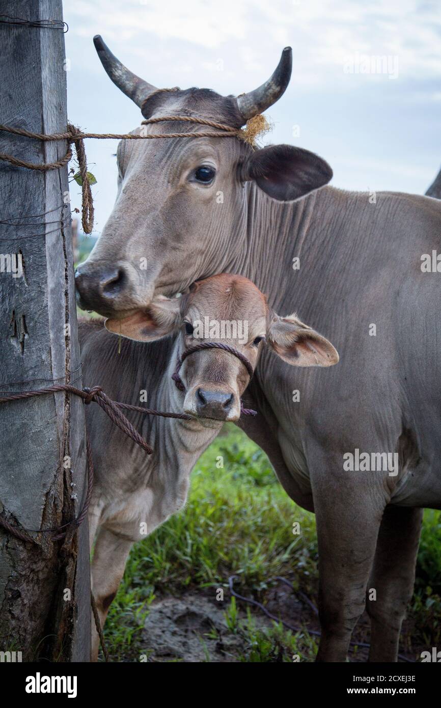 Mother and Baby Cow Nuzzle Stock Photo - Alamy