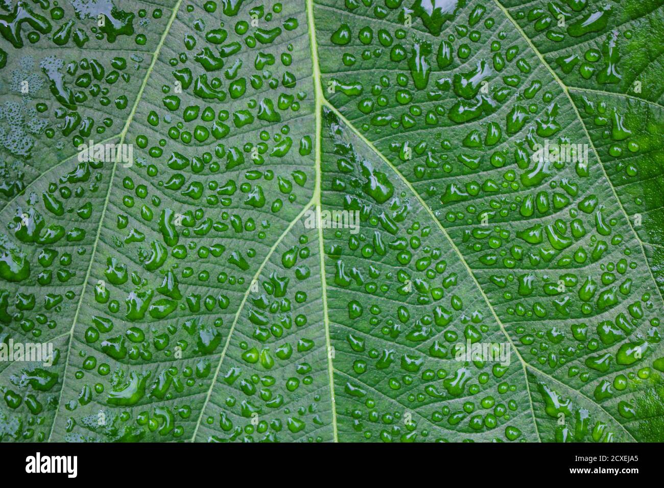 Dew On Tree High Resolution Stock Photography and Images - Alamy