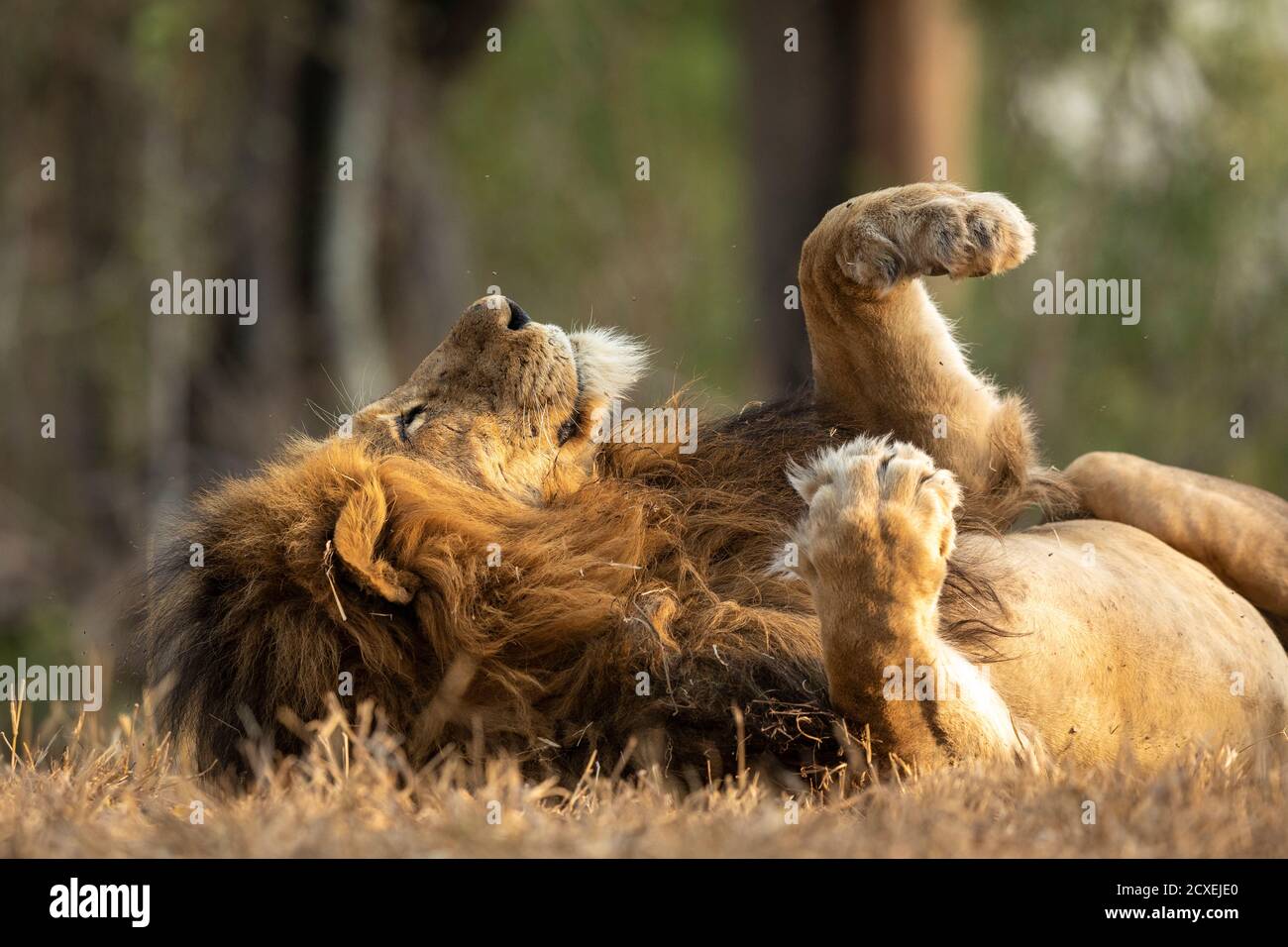 Male lion with a big mane lying on its back with paws up resting in ...