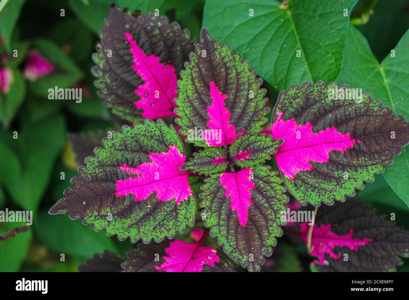 beautyful leaves,Multi colored leaves pink,purple and green color ...