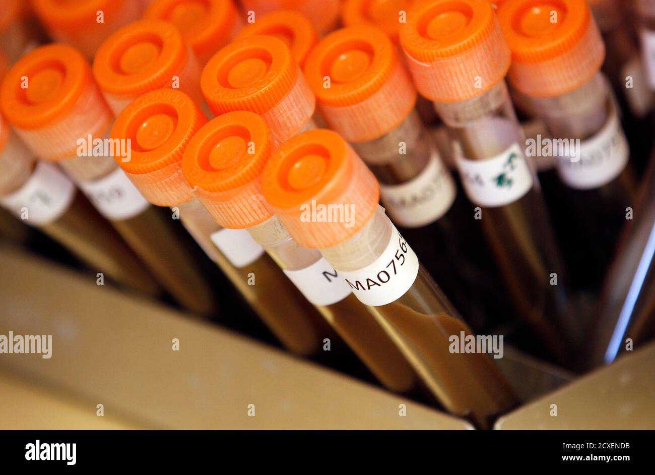 Staphylococcus aureus antibiotics hi-res stock photography and images ...