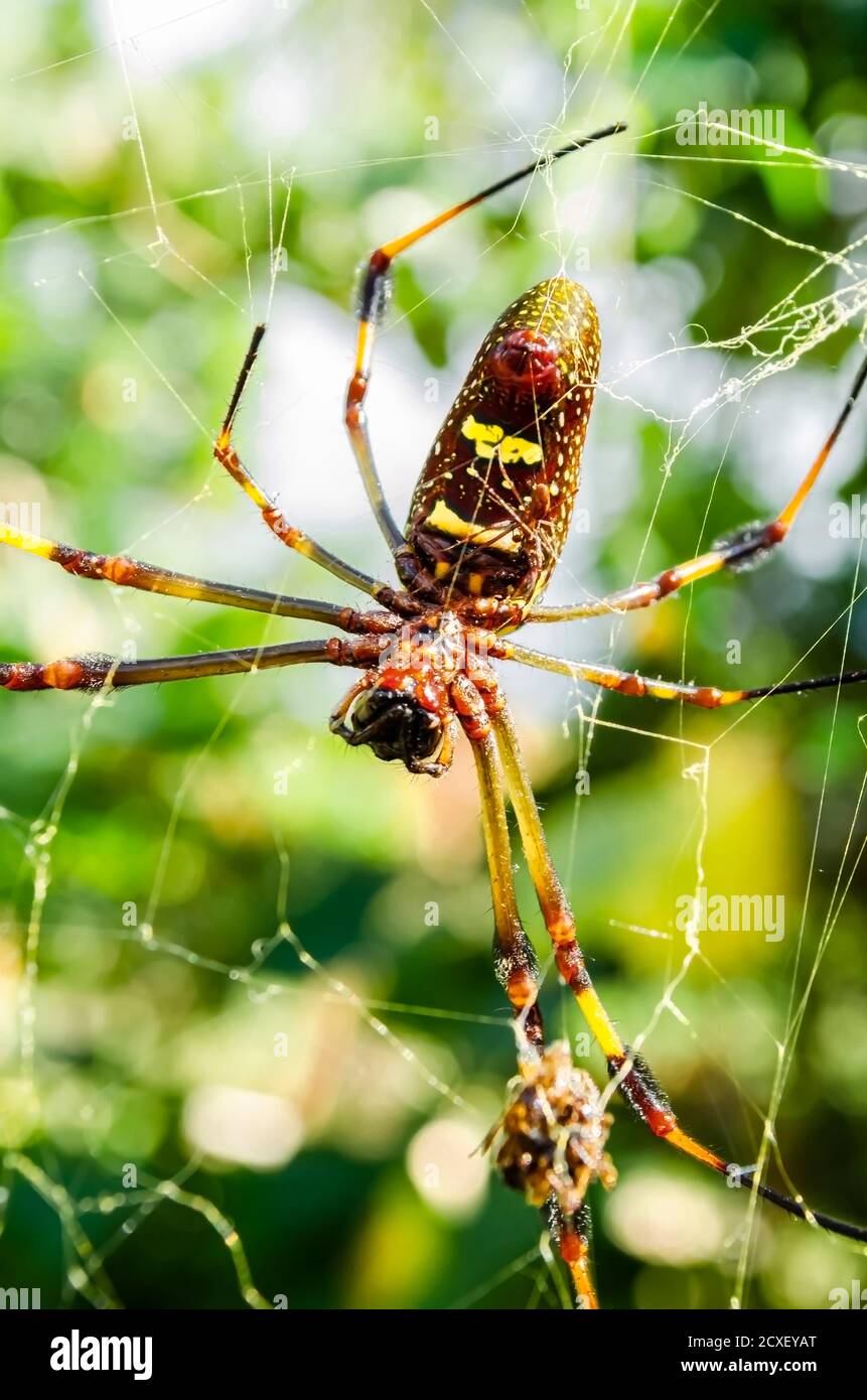 Underneath A Nephila Clavipes Spider Stock Photo - Alamy