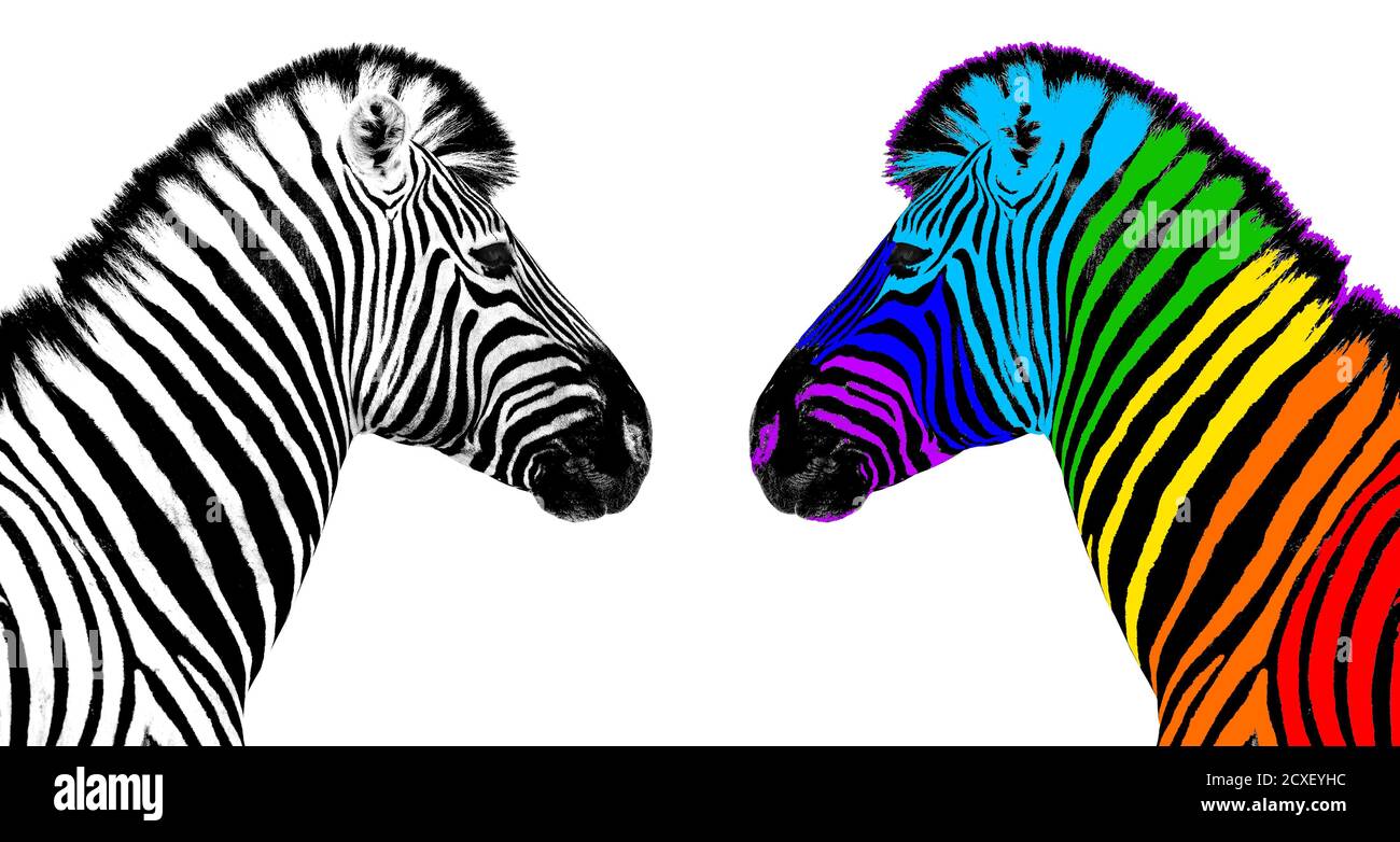Rainbow Zebra Backgrounds
